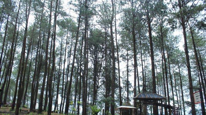 Ada Air Terjun dan Hutan Instagramable, Ini 5 Tempat Wisata di ...