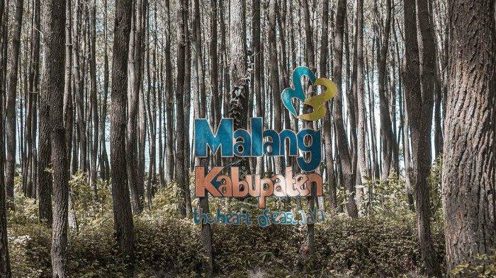 Hutan Pinus Semeru, Wisata Baru di Malang untuk Nikmati Liburan Akhir ...
