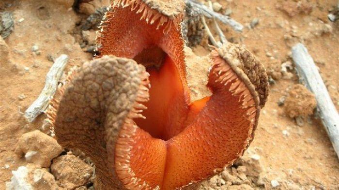 7 Bunga Paling Aneh di Dunia, Hydnora Africana Punya Bentuk Menyeramkan ...