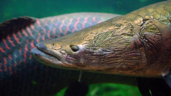 Fakta Unik Arapaima, 'Monster' Sungai Amazon yang Bertahan Sejak 23 ...