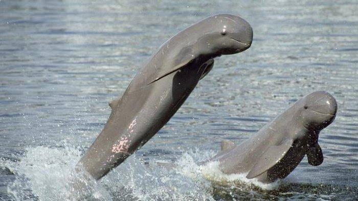 9 Fakta Menarik Ikan Pesut, Hewan yang Menjadi Lambang Kota Samarinda ...