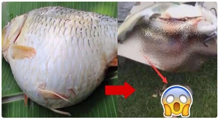 Perut Ikan Membesar dan Bergerak-gerak! Pas Dibelah, Astaga, Isinya ...