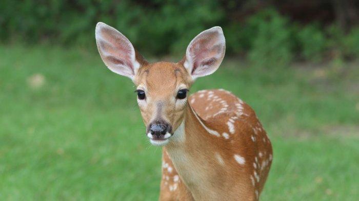 Jelajah Taman Rusa Sekupang, Tempat Wisata di Batam yang Tawarkan Spot ...