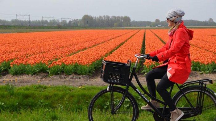7 Alasan untuk Menjelajah Belanda dengan Sepeda - Tribun Travel