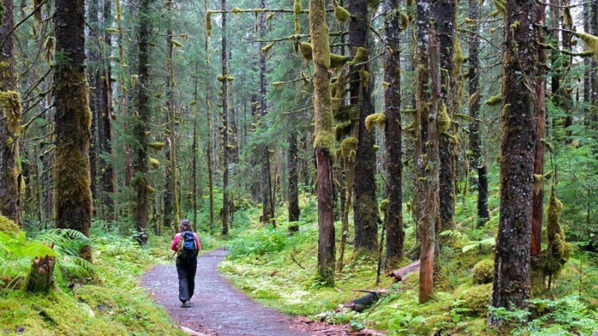 Wanita Tersesat di Hutan Belantara, Bertahan Hidup dengan Minum Anggur & Makan Permen - Tribun ...