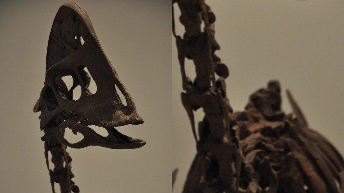 Pertama Kali di Dunia, Fosil Langka Dinosaurus yang Erami Telurnya ...