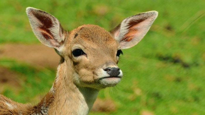 3 Tempat di Bogor Ini Tawarkan Sensasi Berinteraksi Langsung dengan ...