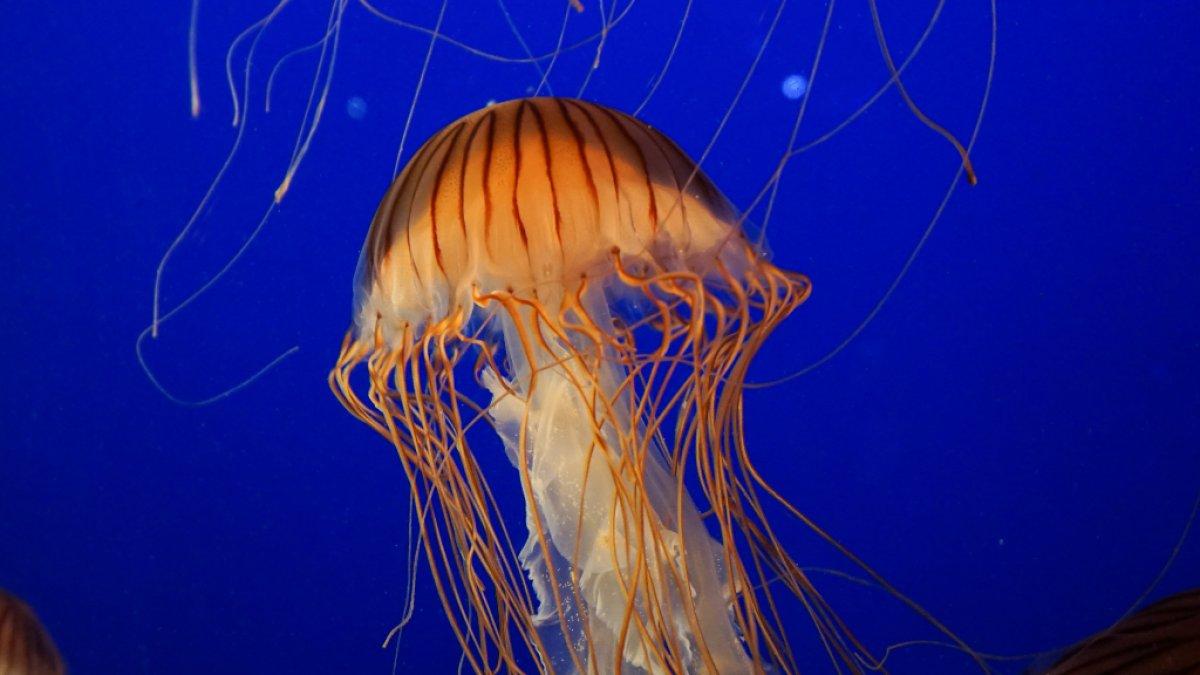 Viral Penumpang Kapal Pesiar Menyaksikan Ubur-ubur Hantu Raksasa Langka ...