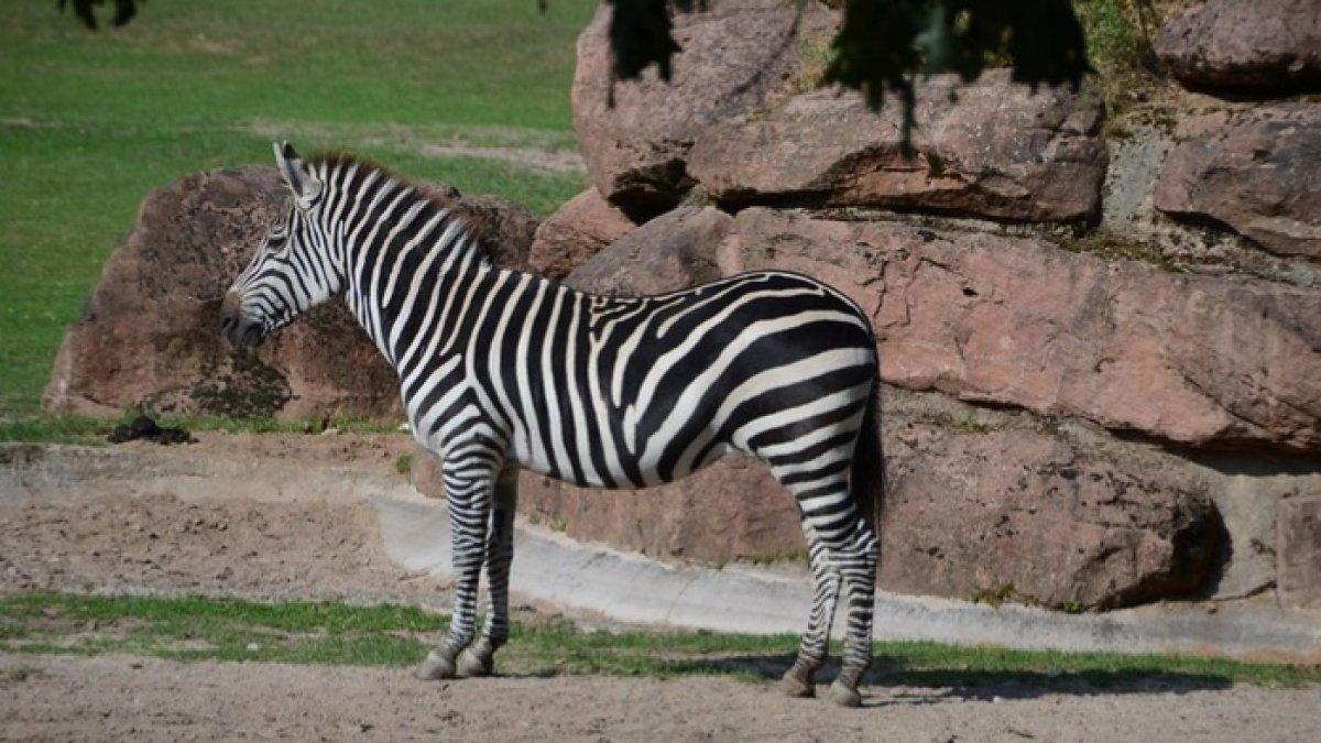 Viral Zebra Lepas dari Kebun Binatang & Berkeliaran di Jalan Raya ...