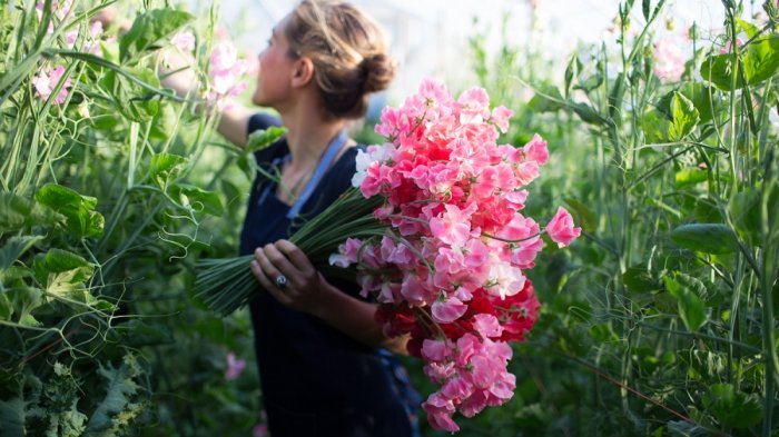 Wow! Milyaran Rupiah Sampai Tak Ternilai Harganya, Ini Deretan Bunga ...