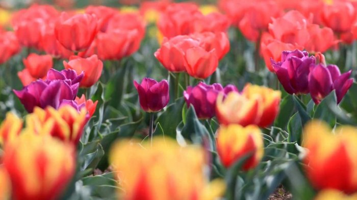 Mirip Taman Bunga Keukenhof di Belanda, Inikah Taman Bunga Tulip ... Mirip Taman Bunga Keukenhof di Belanda, Inikah Taman Bunga Tulip ...