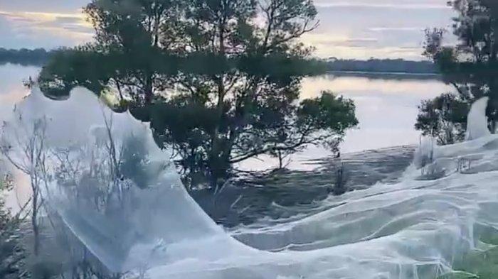 Fenomena Aneh Kota di Australia Dipenuhi Jaring Laba-laba Seusai Banjir ...