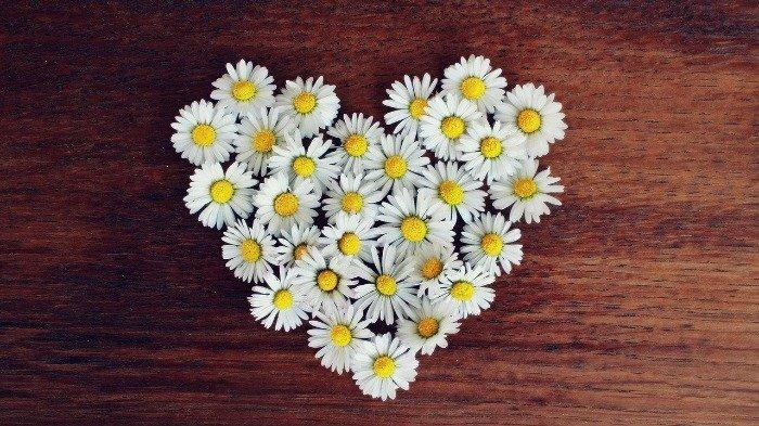 Jangan Pernah Berikan 7 Jenis Bunga Ini ke Pasanganmu di Hari Valentine ...