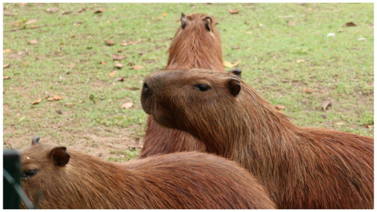 3 Kebun Binatang Tempat Bertemu Kapibara yang Viral Dipanggil Mabsro ...