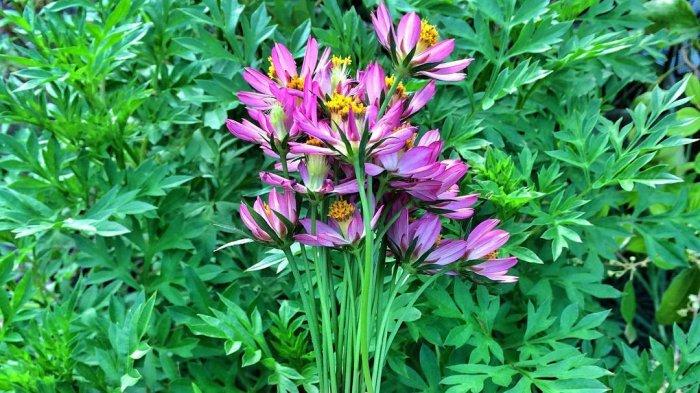 Tidak Hanya Enak Jadi Lalapan, Daun Kenikir Punya 7 Manfaat yang Baik ...