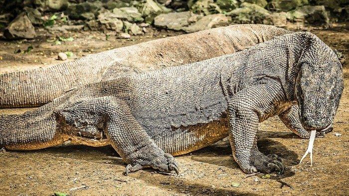 12 Koleksi Reptil di Taman Margasatwa Ragunan, Bisa Lihat Komodo yang ...