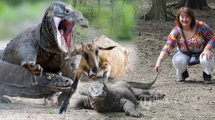 5 Hal Ini Harus Kamu Tahu Sebelum Menjelajah TN Komodo, Termasuk yang ...