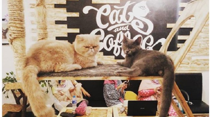 Hits di Berbagai Negara, Ini 6 Kafe Kucing di Indonesia yang Unik dan ...