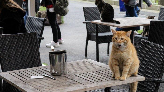 Asal-usul Ribuan Kucing yang Menjadi 'Penduduk' Kota Istanbul di Turki ...