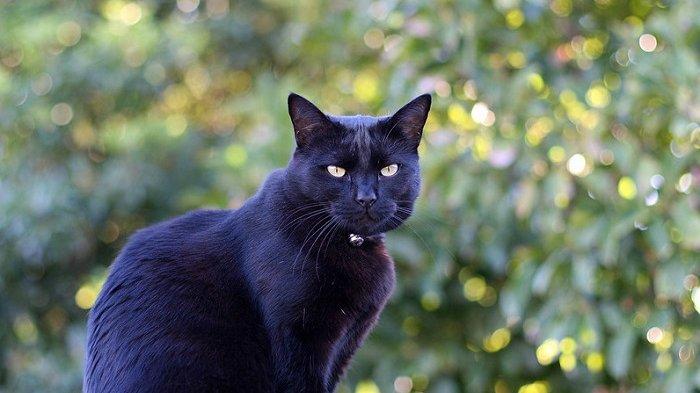 5 Mitos Kucing Hitam di Berbagai Negara, Dianggap Jelmaan Dewa di ...