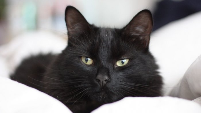 Mitos Kucing Hitam di Berbagai Negara, di Jepang Dianggap Pembawa ...