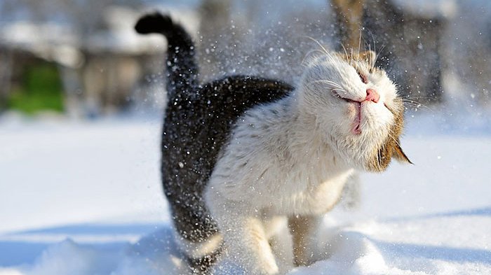 10 Ekspresi Hewan Saat Pertama Kali Merasakan Salju, Bulu Kucing dan ...