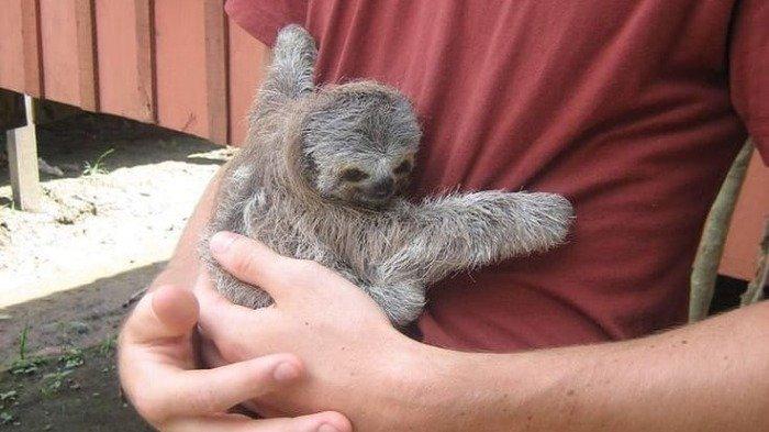 Fakta Unik Kungkang, Hewan Lambat yang Buang Air Besar Seminggu Sekali ...