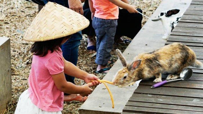 Harga Tiket Masuk Kuntum Farmfield Terbaru 2021, Tempat Wisata Keluarga ...