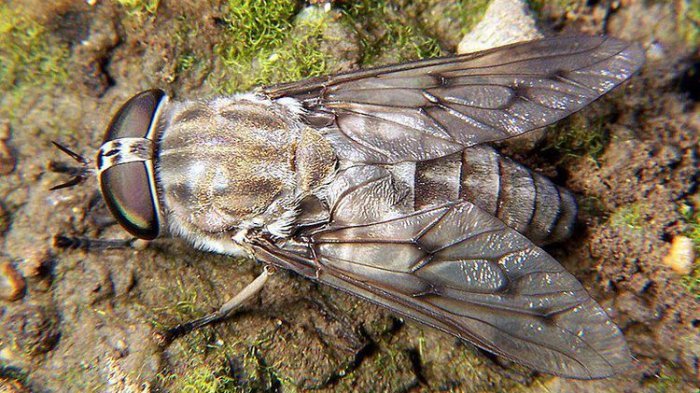 Awas! Lalat Penghisap Darah Ini Ternyata Juga Suka Menghisap Ganja ...