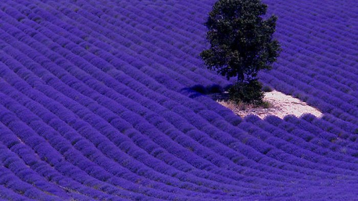 5 Taman Bunga Lavender Paling Menakjubkan di Dunia, Berlokasi di ...