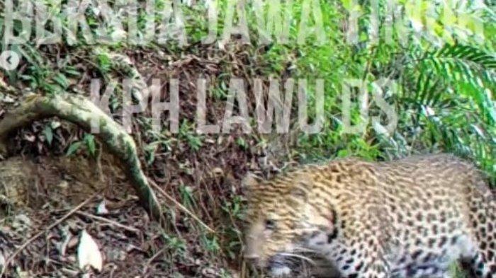 Macan Tutul di Indonesia Terbukti Belum Punah, Penampakannya Terekam di ...