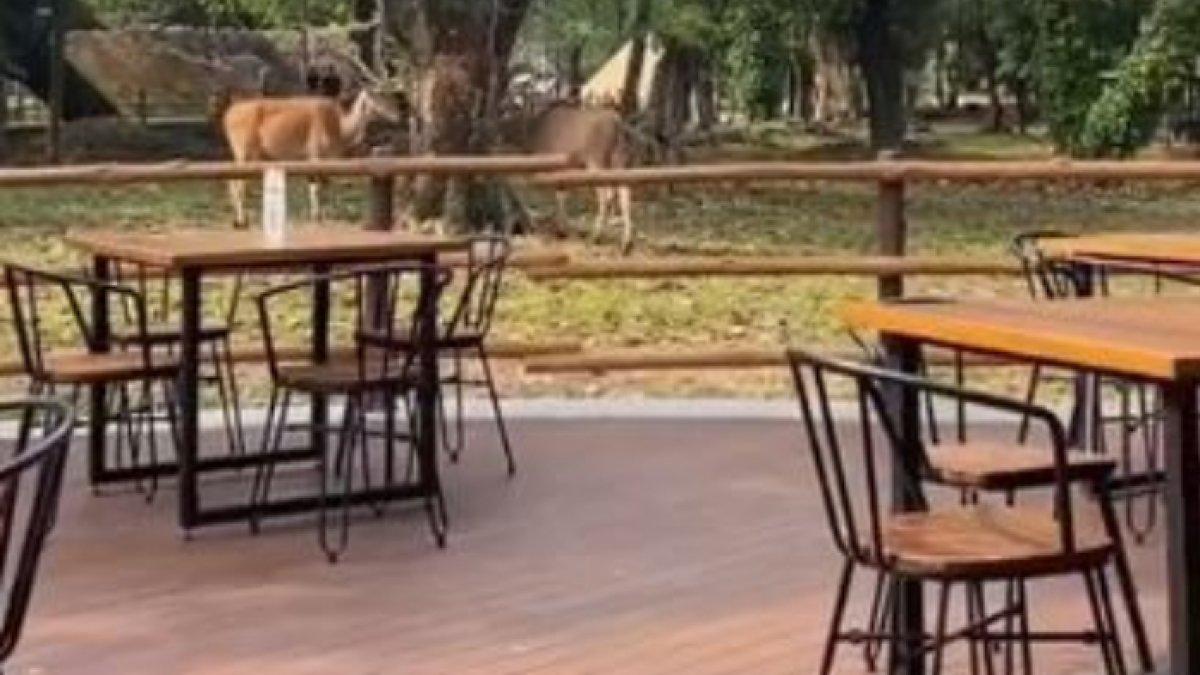 Harga Tiket Masuk Solo Safari, Hadirkan Paket Bukber Ramadhan Murah di ...
