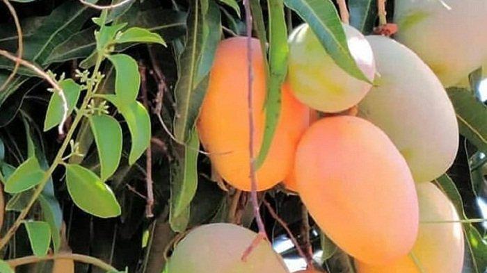 Mengenal Ragam Buah Mangga di Indonesia, dari Mangga Manalagi hingga ...