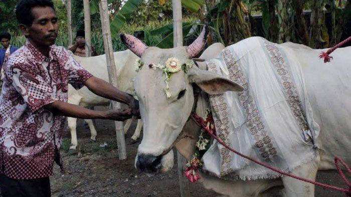 Mengenal 'Manten Sapi', Tradisi Unik Jelang Hari Raya Idul Adha di ...