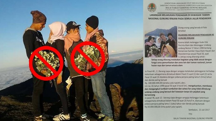 4 Kasus Pendaki Memetik Edelweis, Dihukum Bersihkan Sampah hingga ...