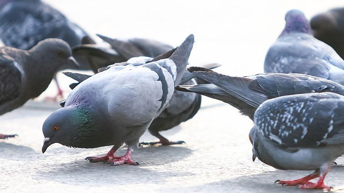 Viral Video Merpati Hinggap dan Makan Hidangan di Nampan, Ini ...