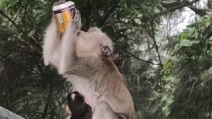 Kelakuan 'Nakal', Monyet-Monyet Ini Curi Teh Kemasan dan Minuman Energi ...