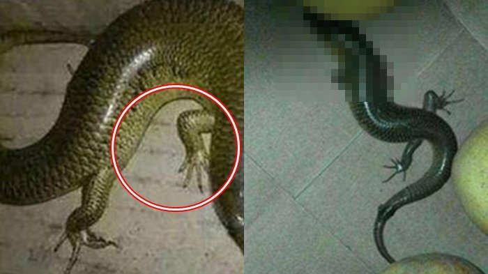 Beli "Naga" Mini hingga Rp 1 M, Pria Ini Pasti Menyesal Jika Tahu Fakta ...