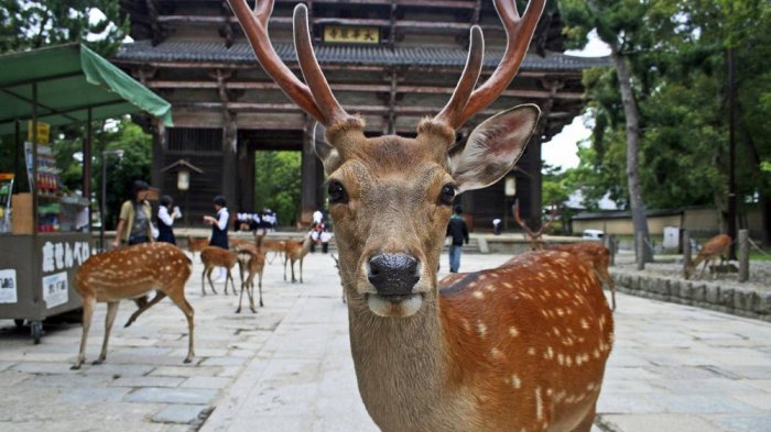 Mengenal Lebih Dekat Rusa di Nara Park, Jepang: Dulunya Pernah Dianggap ...