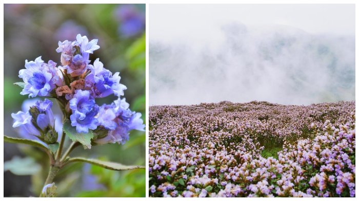 Neelakurinji, Tumbuhan Asal India yang Hanya Mekar Setiap 12 Tahun ...