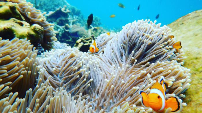 Melihat Pesona Pulau Pahawang, Surga Bahari di Lampung yang Disebut ...