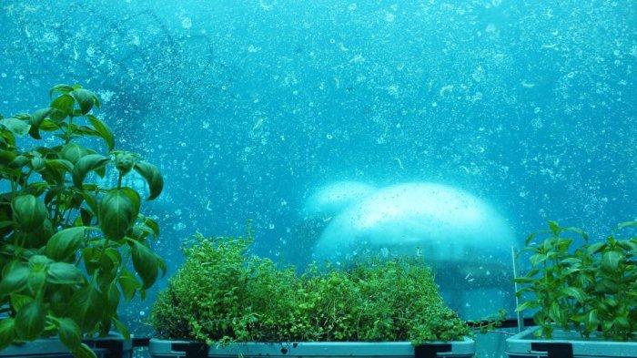 Nemo's Garden, Kebun Dasar Laut Pertama di Dunia yang Berguna Atasi ...