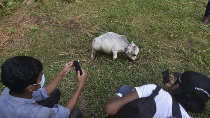 Fakta Unik Rani, Sapi Terkecil di Dunia yang Tingginya Cuma 20 Inci ...
