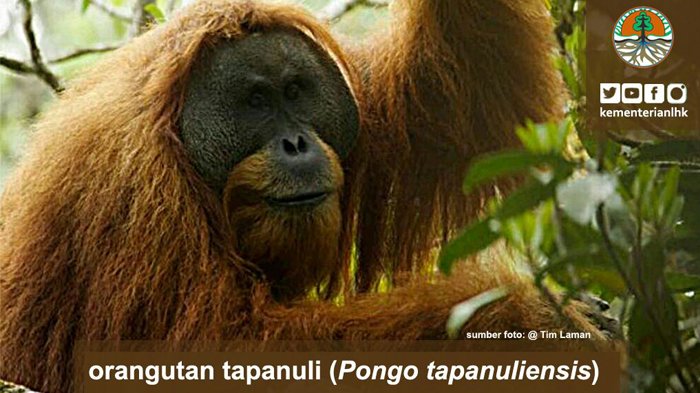 Orangutan Tapanuli - Ini Spesies Baru yang Langka dan Terancam Punah, Simak 9 Faktanya! - Tribun ...