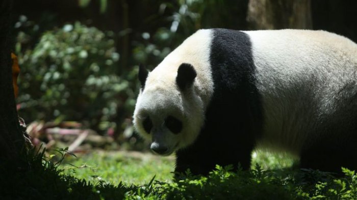 Makan Bambu 20 Kg hingga Tidur 13 Jam, Inilah 5 Fakta Menarik Panda ...