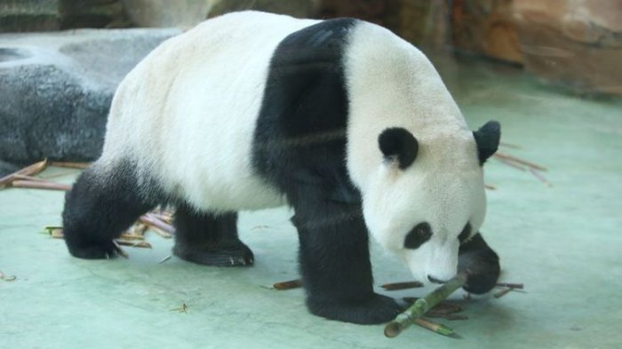 Demi Lihat Tingkah Lucunya, Inilah Waktu Terbaik Lihat Panda di Taman ...