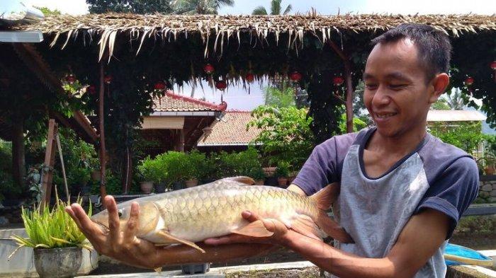 Mengenal Ikan Dewa, yang Jadi Buruan saat Imlek dengan Harga yang ...