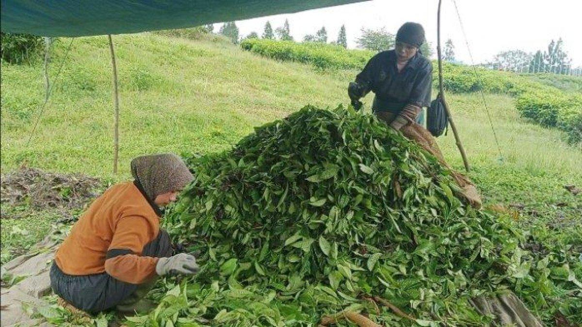 Sosok Ibu Bekerja 22 Tahun Jadi Pemetik Daun Teh di Puncak Bogor, Tiap ...