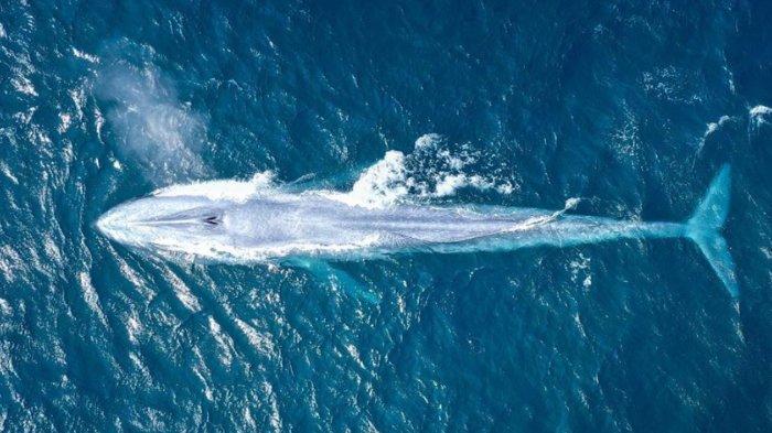 Momen Langka! Paus Biru Raksasa Muncul untuk Ketiga Kalinya dalam 100 ...