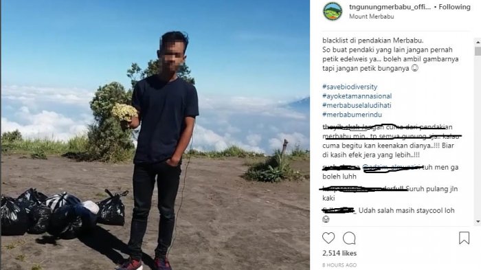 Petik Edelweis di Gunung Merbabu, Pendaki yang Mengaku dari Batang ...